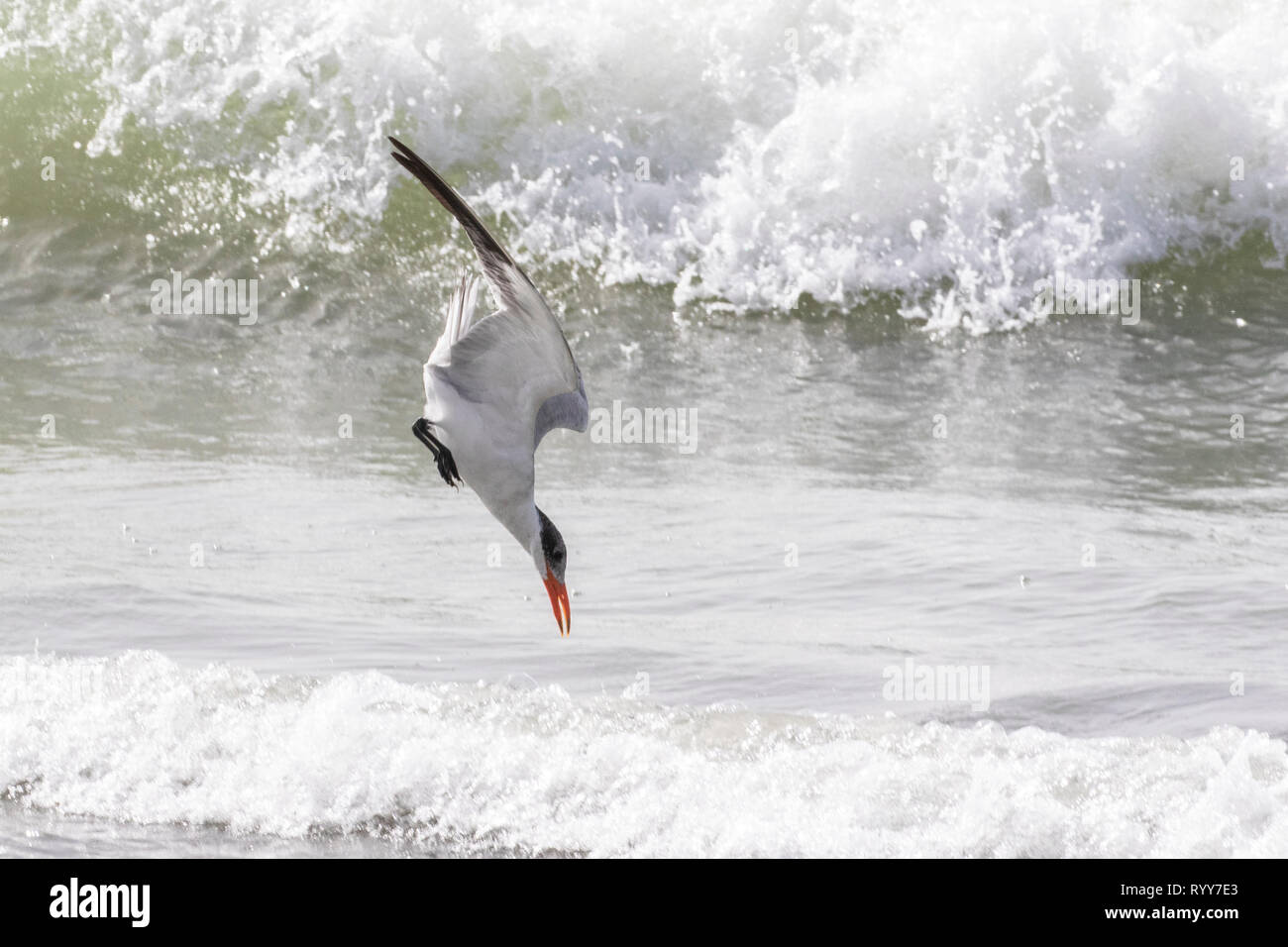 Gambia banjul fish hi-res stock photography and images - Alamy