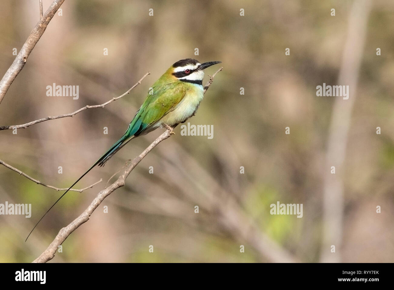 White-throated Bee Eater, Makasutu Forest, Gambia 1 March 2019 Stock ...