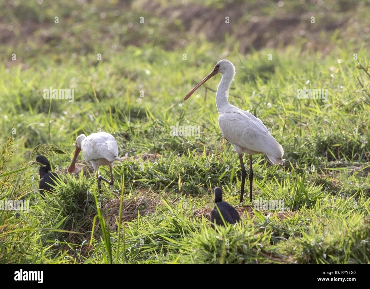 African Spoonbill standing in short vegetation, River Gambia, Gambia 2 ...