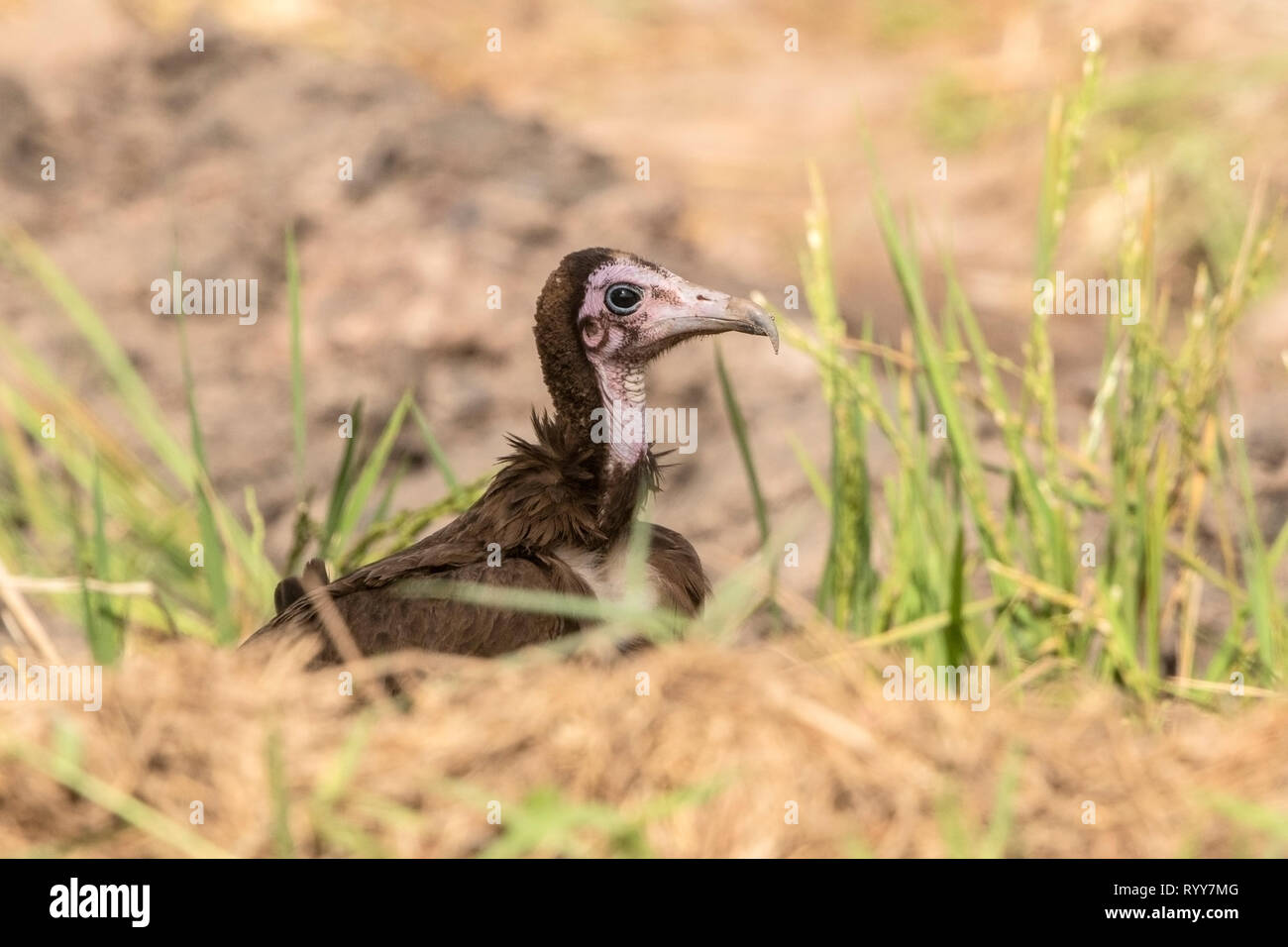 Kartong hi-res stock photography and images - Alamy