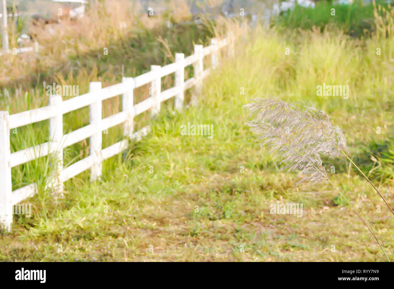 white fence and field background Stock Photo - Alamy