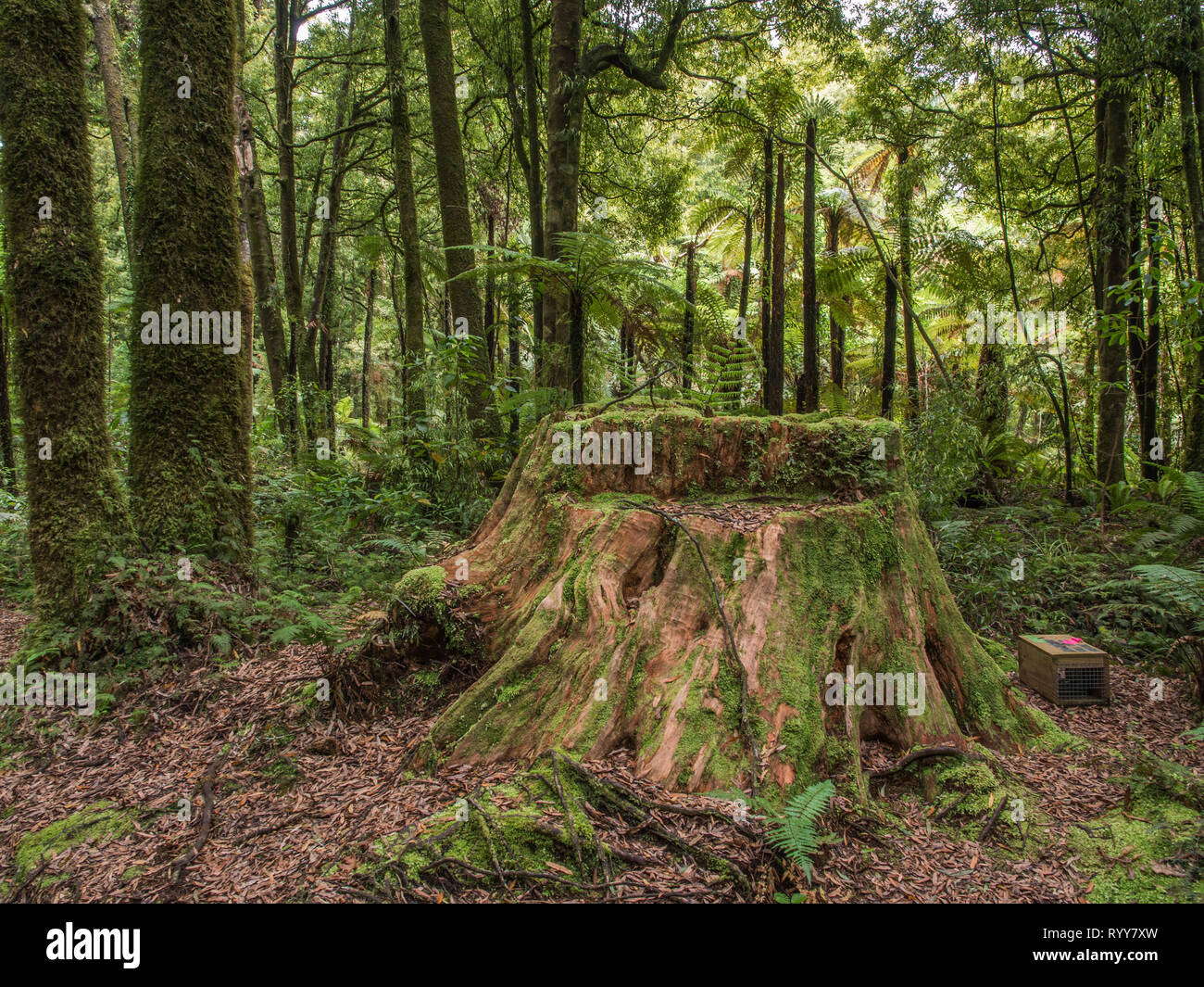 Totara reserve hi-res stock photography and images - Alamy