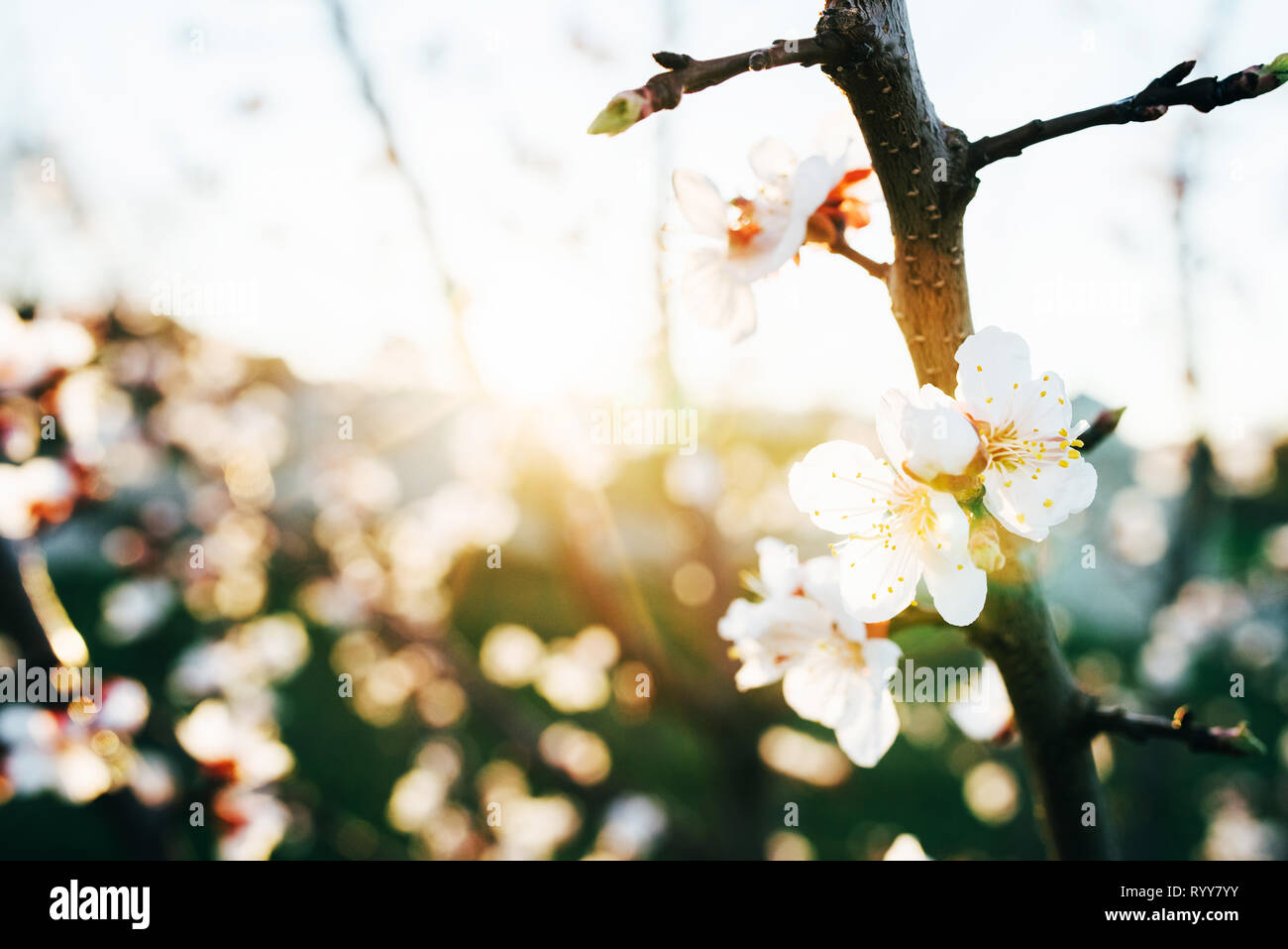 Beautiful closeup spring blossoming tree in park Stock Photo - Alamy