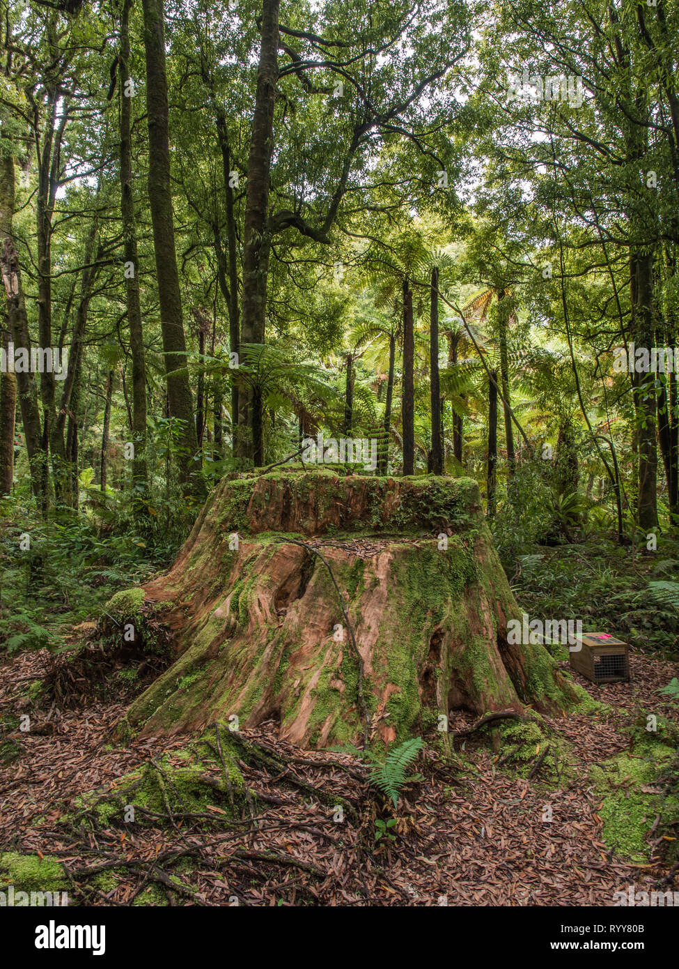 Totara reserve hi-res stock photography and images - Alamy