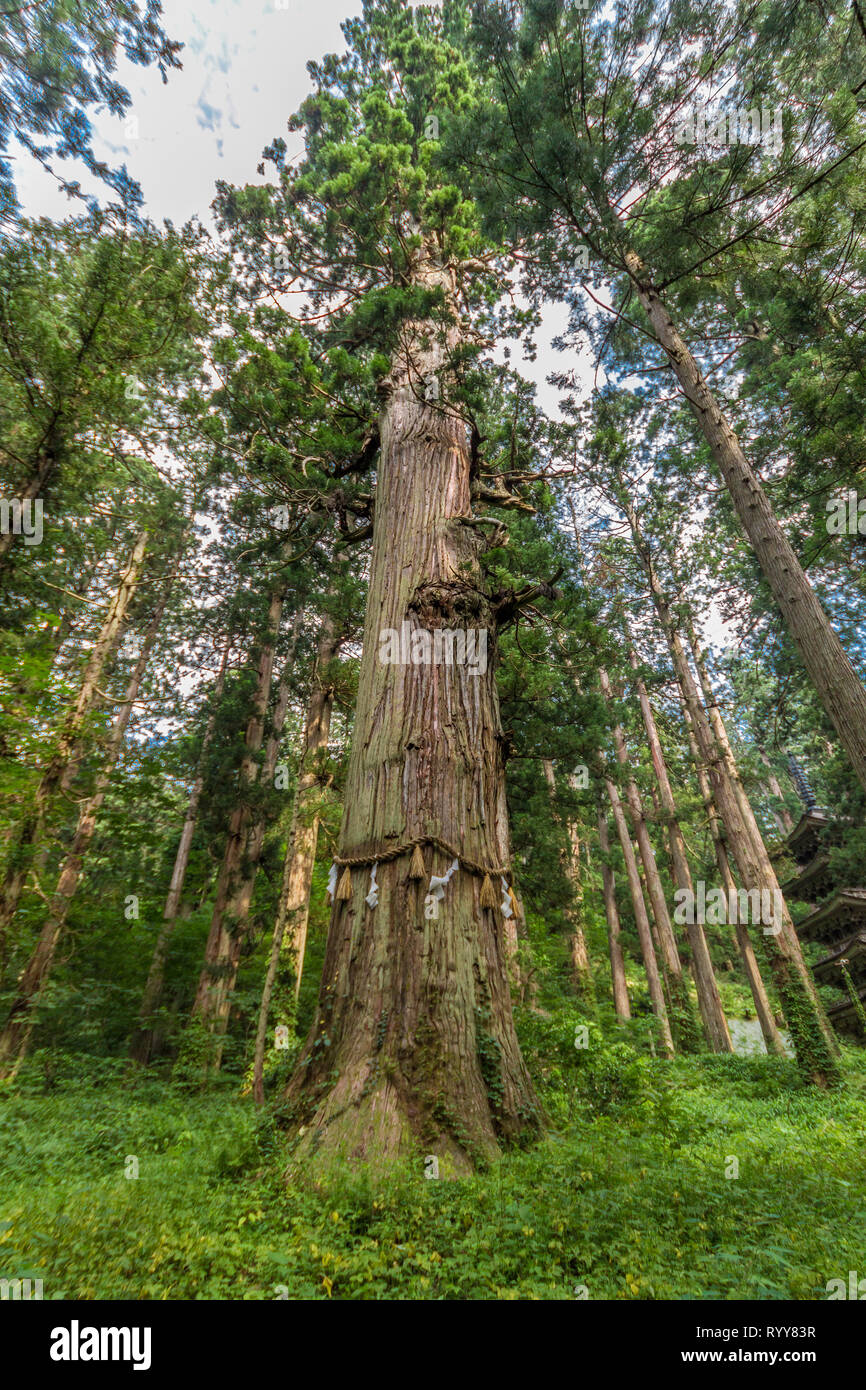 Old trees in Mount Haguro, One of the three sacred mountains of Dewa ...