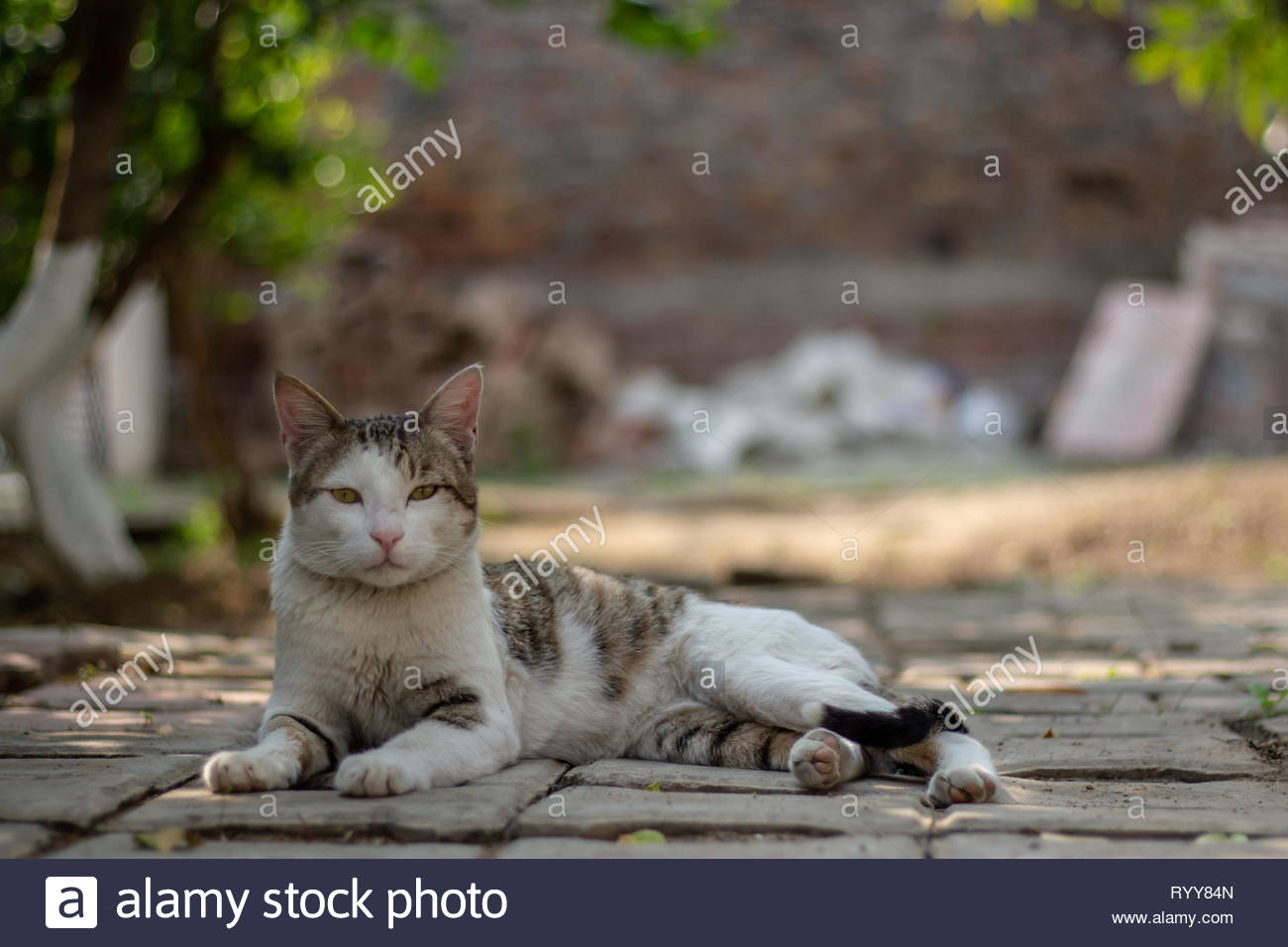 Softcat High Resolution Stock Photography and Images - Alamy