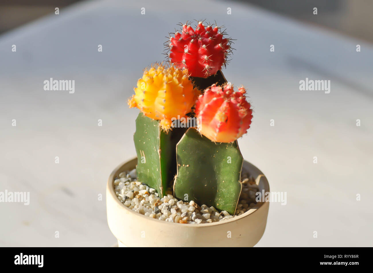 cactus or cereus hexagonus,torch thistle Stock Photo - Alamy