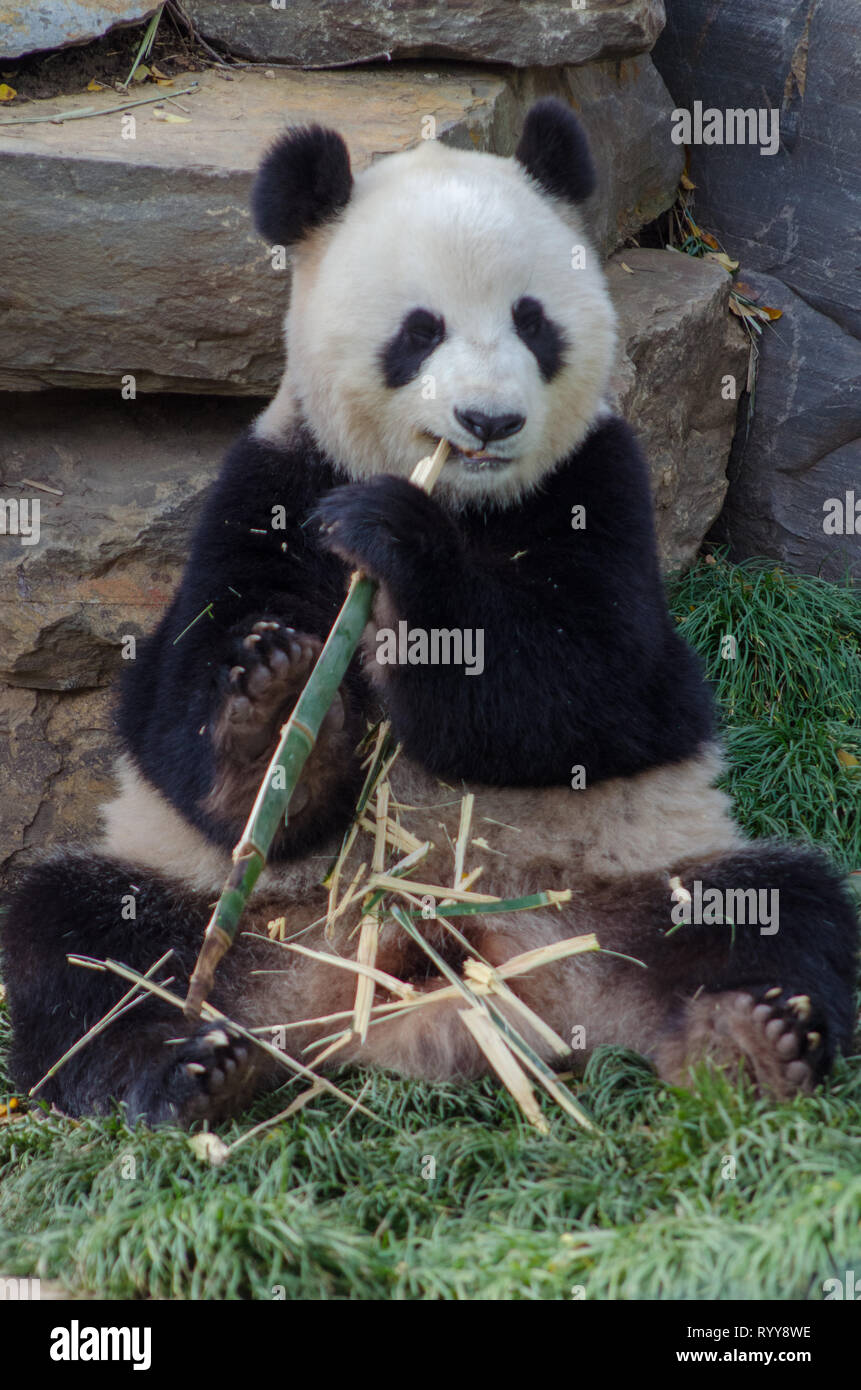 panda enjoying lunch Stock Photo - Alamy