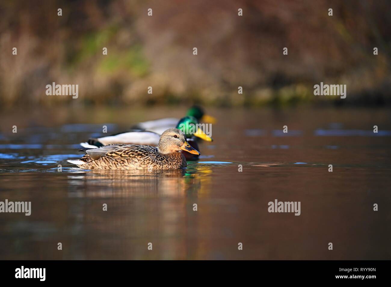 Beautiful wild ducks on water surface Stock Photo - Alamy