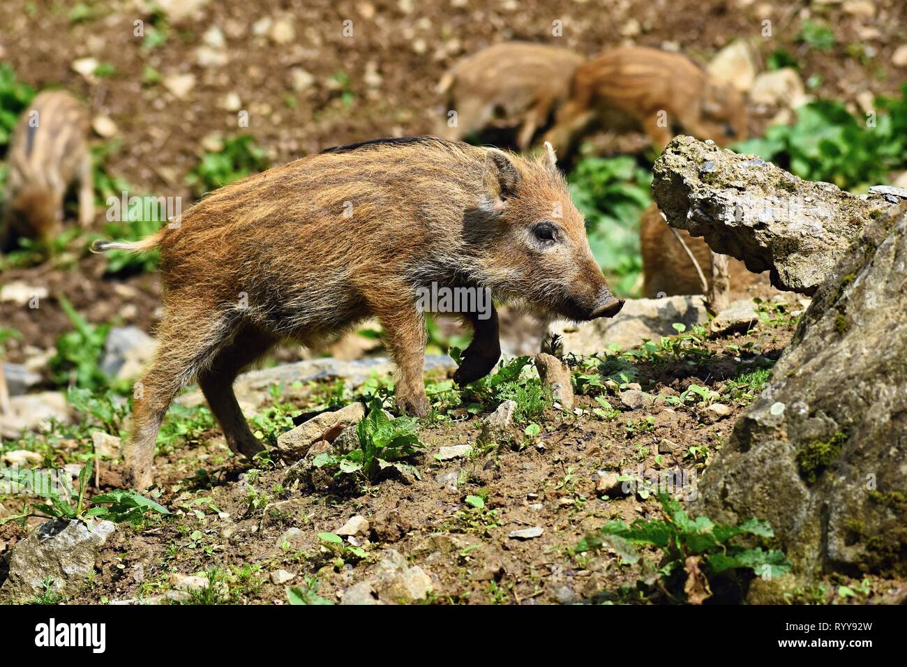Beautiful little pigs wild in nature. Wild boar. Animal in the forest ...