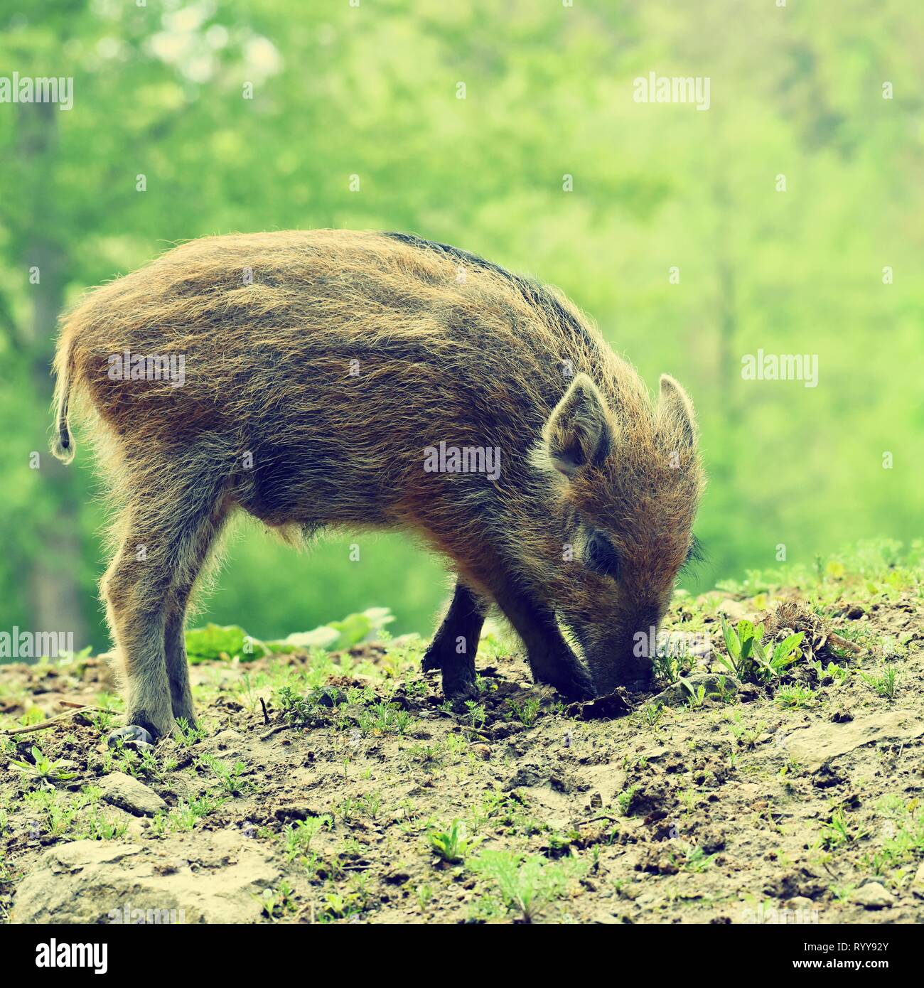 Beautiful little pigs wild in nature. Wild boar. Animal in the forest ...
