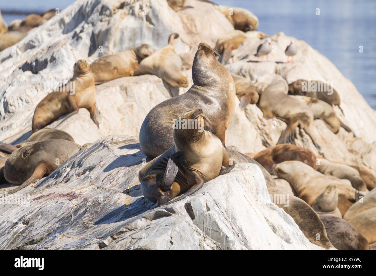 South American sea lion colony on Beagle channel, Argentina wildlife ...