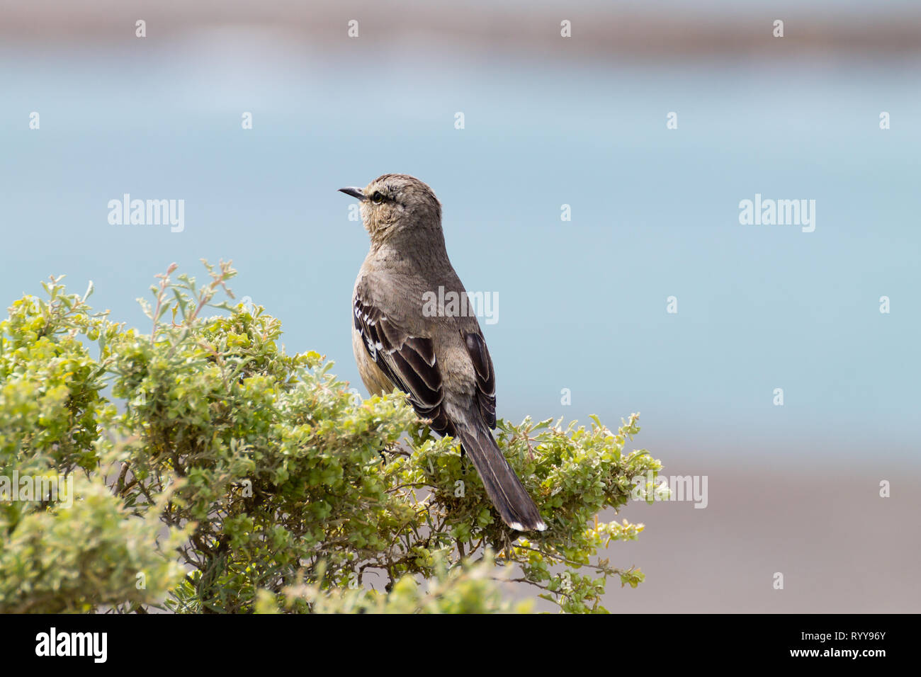 Patagonian mockingbird from Caleta Valdes, Patagonia, Argentina ...