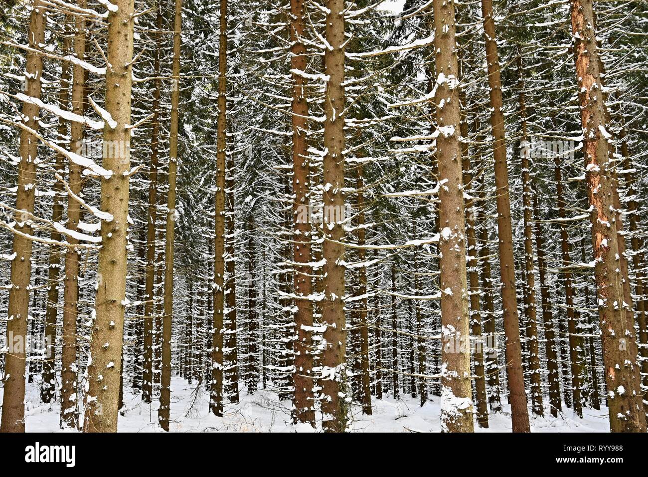 Snowy trees in forest. Beautiful concept for winter, nature and forest ...