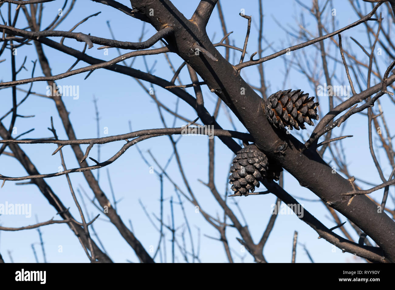 Burnt pine cone hi-res stock photography and images - Alamy