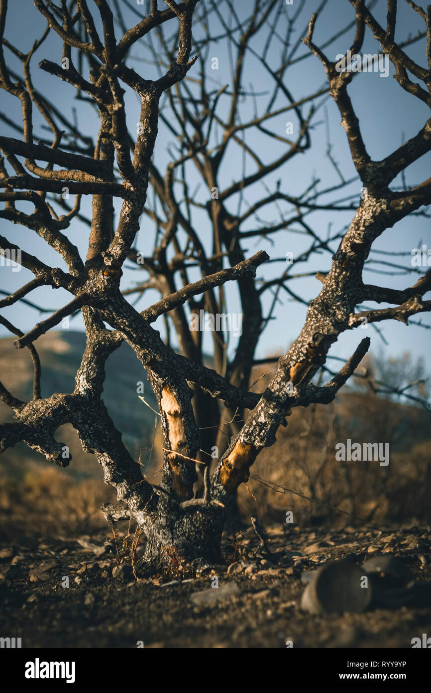 Burnt Tree High Resolution Stock Photography and Images - Alamy