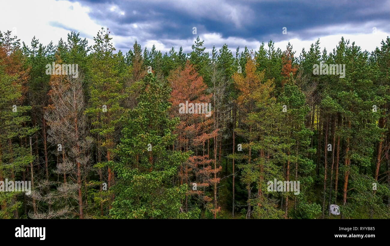 Crowded Forest Of Trees