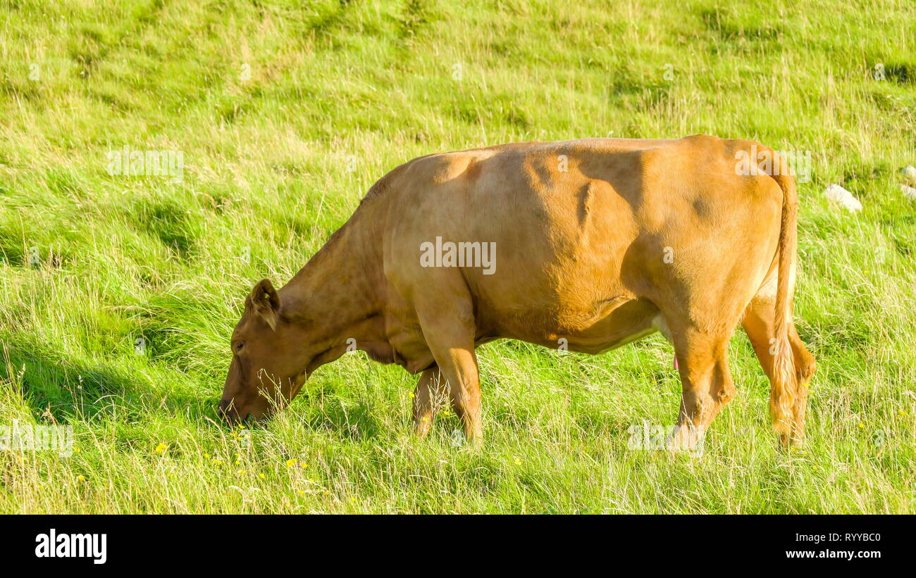 A brown cow eating grasses on the mountain the big cow is alone while ...