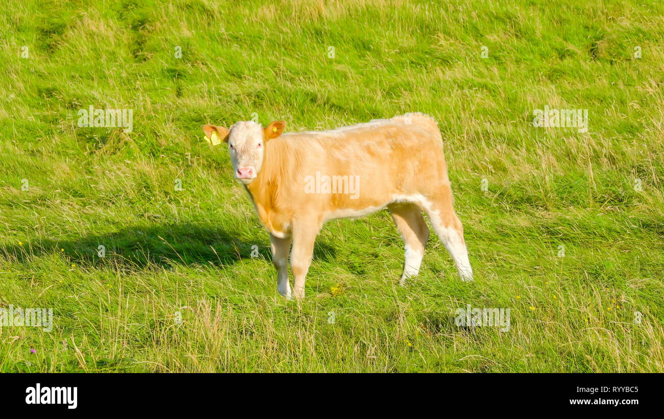 A big male cow looking around the area with the green grasses on the ...