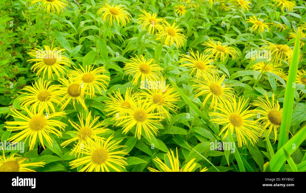 A field of yellow sunflower like garden lots of yellow flowers in the ...
