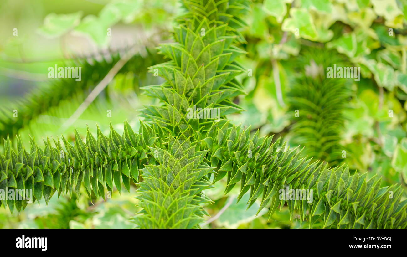 Thick leaf plants hi-res stock photography and images - Alamy