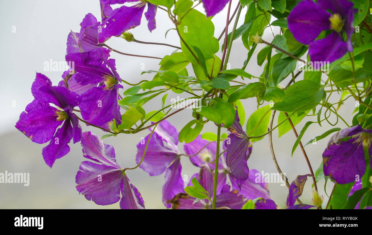 The purple flower on one a plant in the garden of plants in Ireland ...