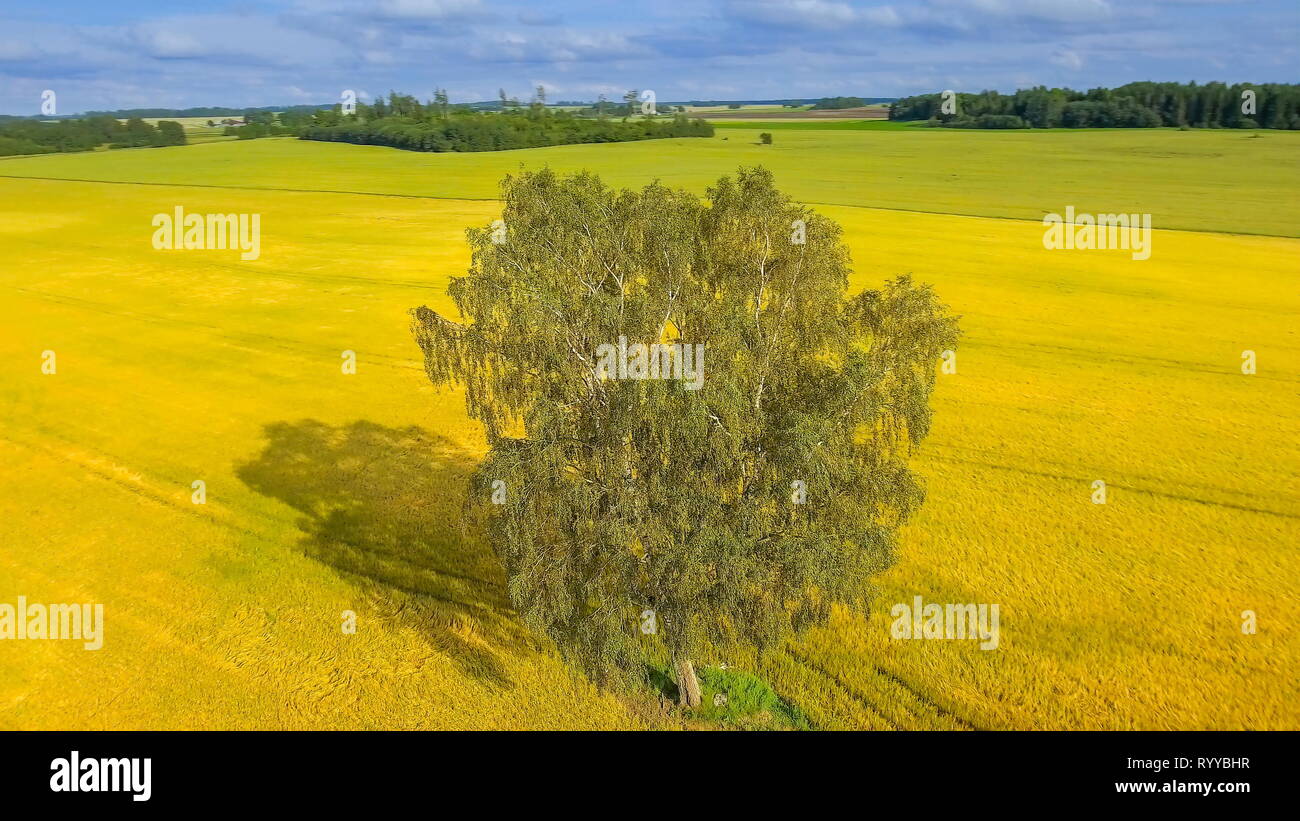 Trees in the middle of the field with grains field in Ireland Stock ...