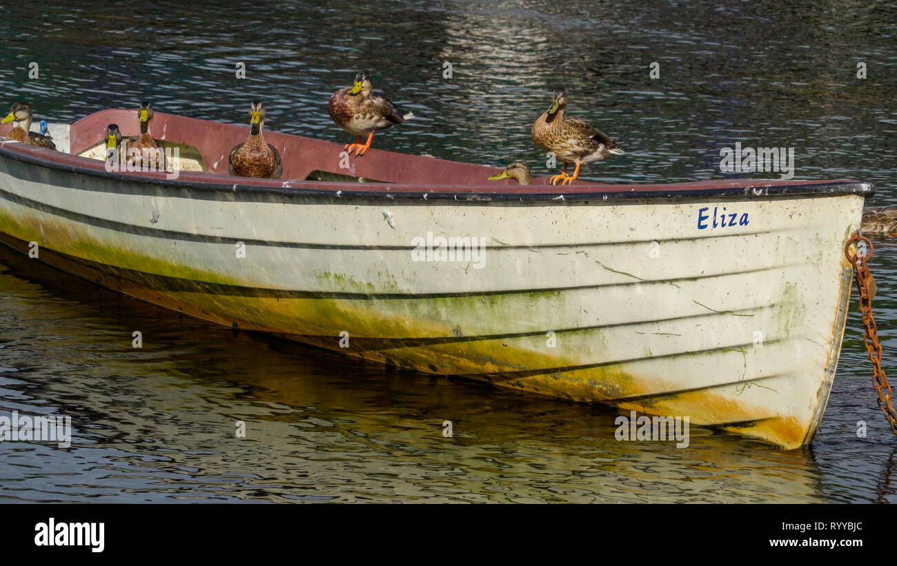 Four brown birds on the boat in the water found in the coastal port in ...
