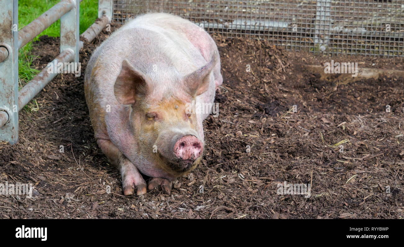 The muddy pig on his fence while munching. A pig is any of the animals ...