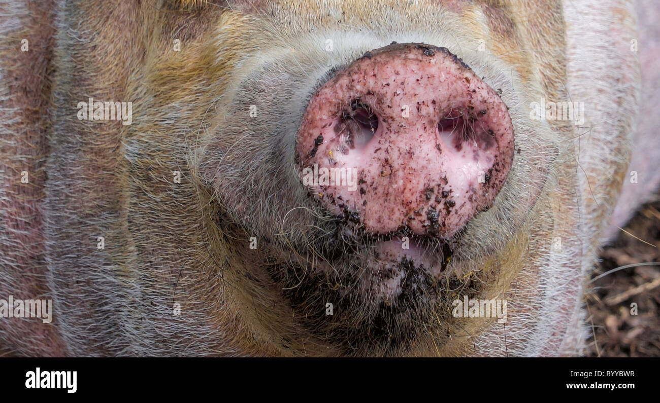 Pig mouth hi-res stock photography and images - Alamy