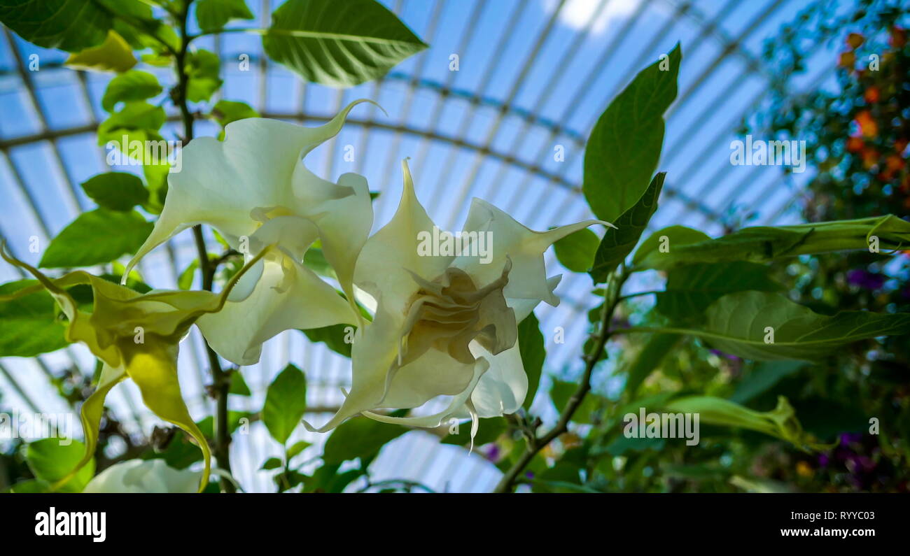 Three white Solanaceae flower in the garden the flower with green ...