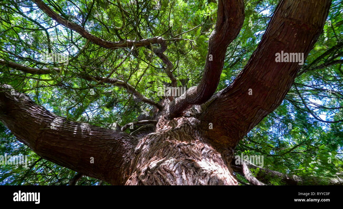 The brown trunk and branches of the big tree it has lots of green ...