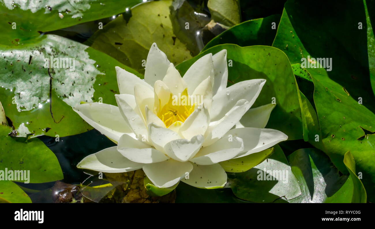 The full bloomed white flower of the water lily. Nymphaea alba also ...