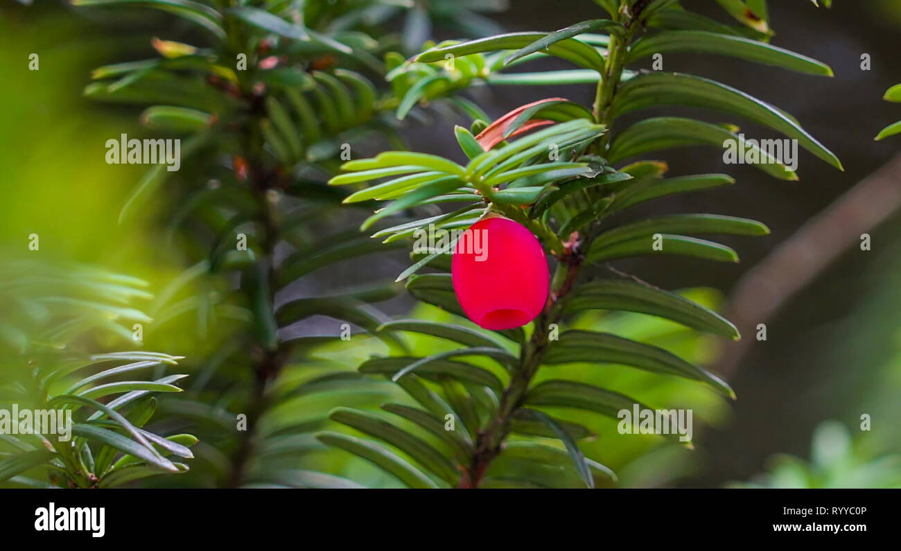 Long thin leaves hi-res stock photography and images - Alamy