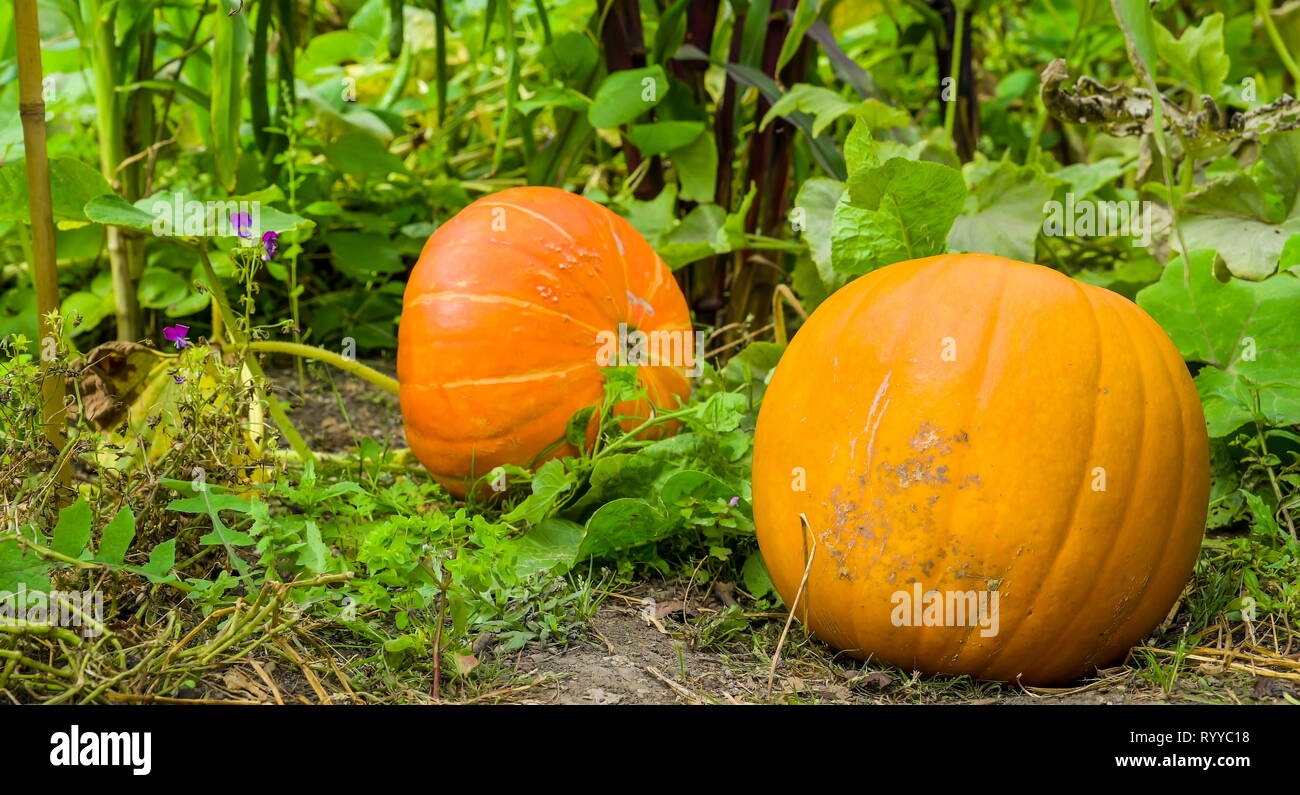 Calabaza squash hi-res stock photography and images - Alamy