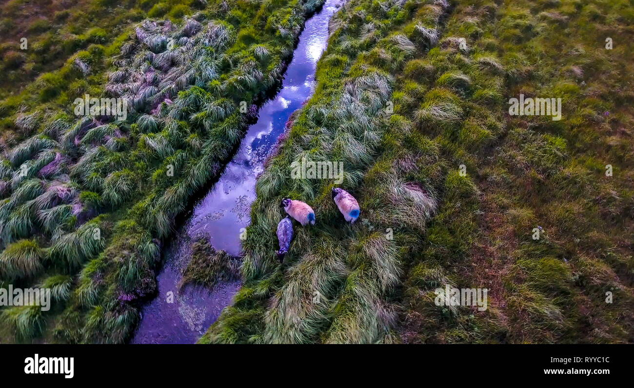 Aerial view of the farm with the sheeps on the grass with a small water ...