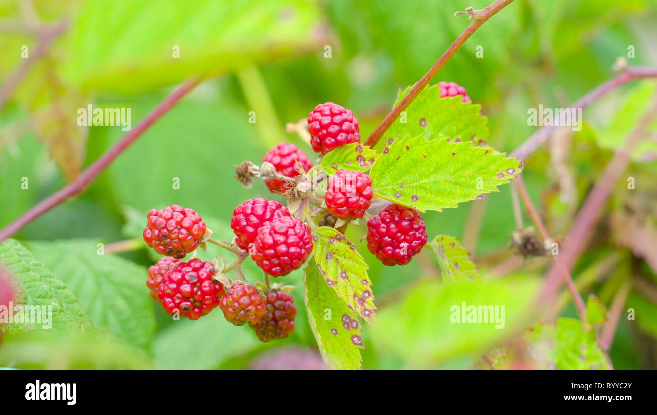 Red berry like fruits hi-res stock photography and images - Alamy
