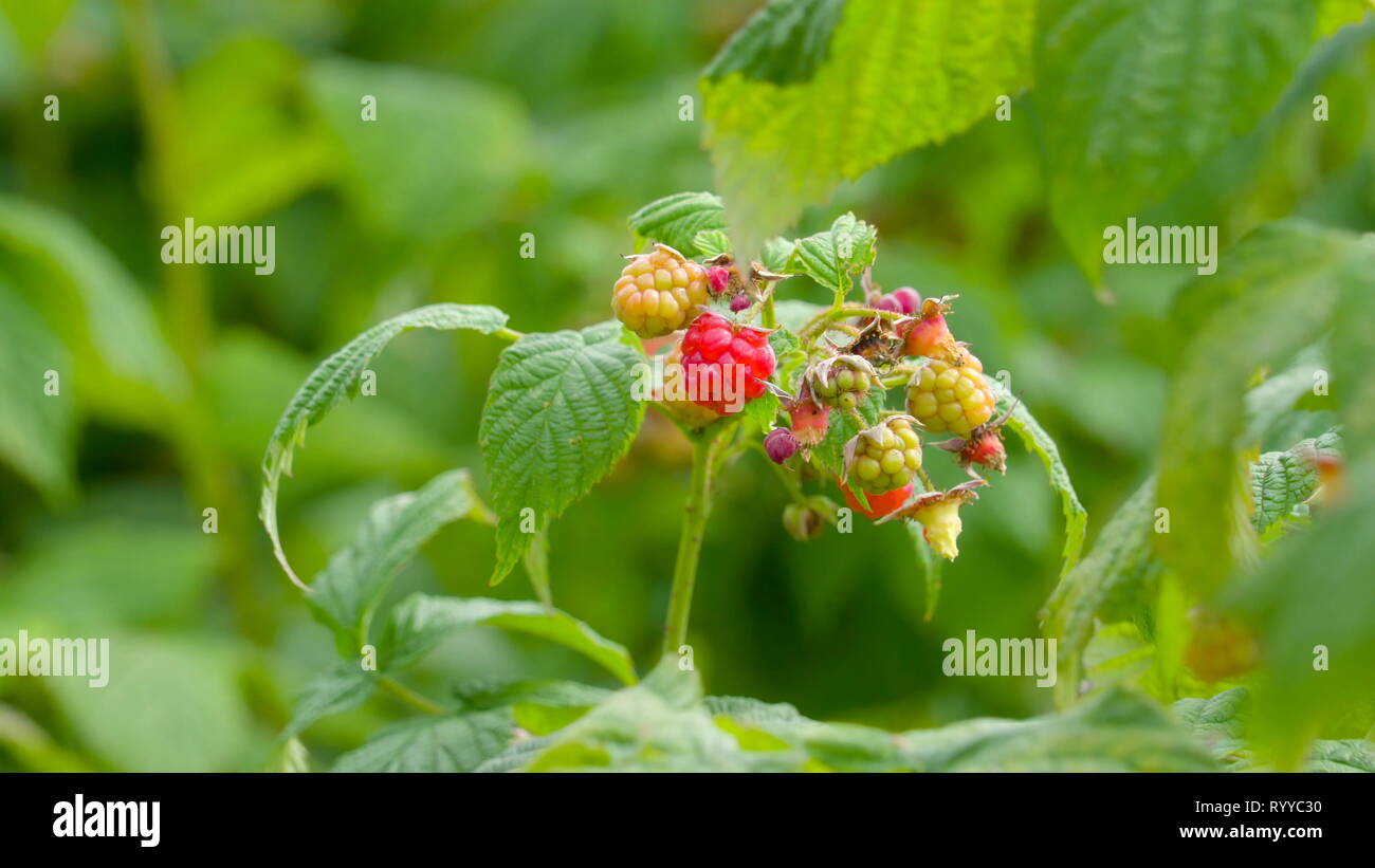 Small berry like fruits of the green plant there are green and red ...