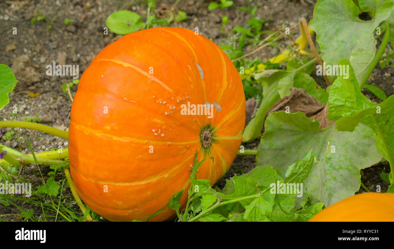 Calabaza squash hi-res stock photography and images - Alamy