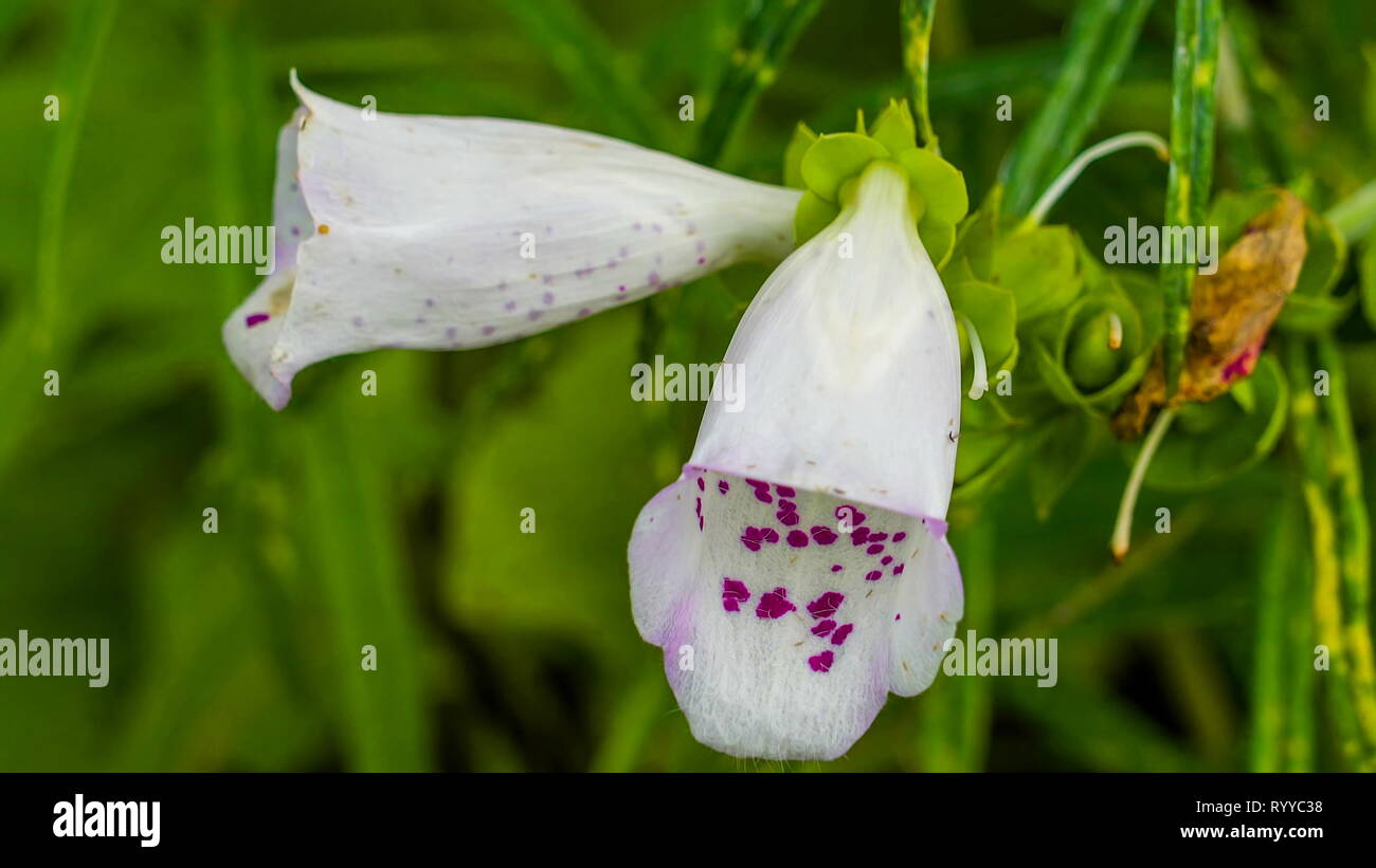 Purple spots hi-res stock photography and images - Alamy