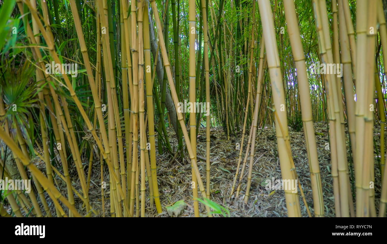 Lots of bamboo trees in the forest the big green bamboos waving on the ...