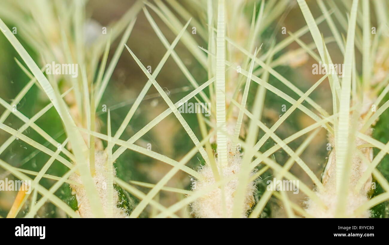 Long spikes cactus hi-res stock photography and images - Alamy