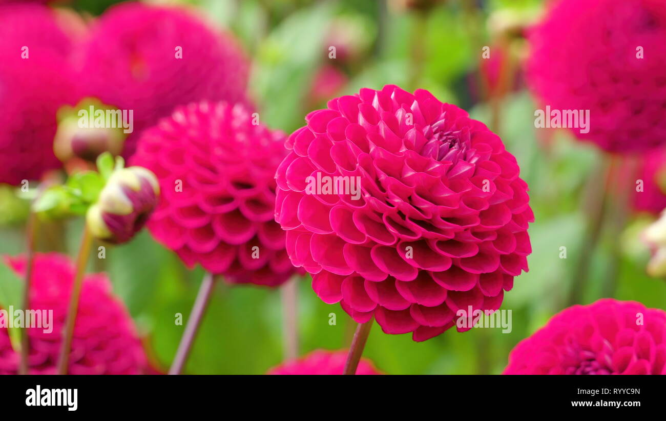 Closer look of the fully blossomed red flower waving on the breeze of ...