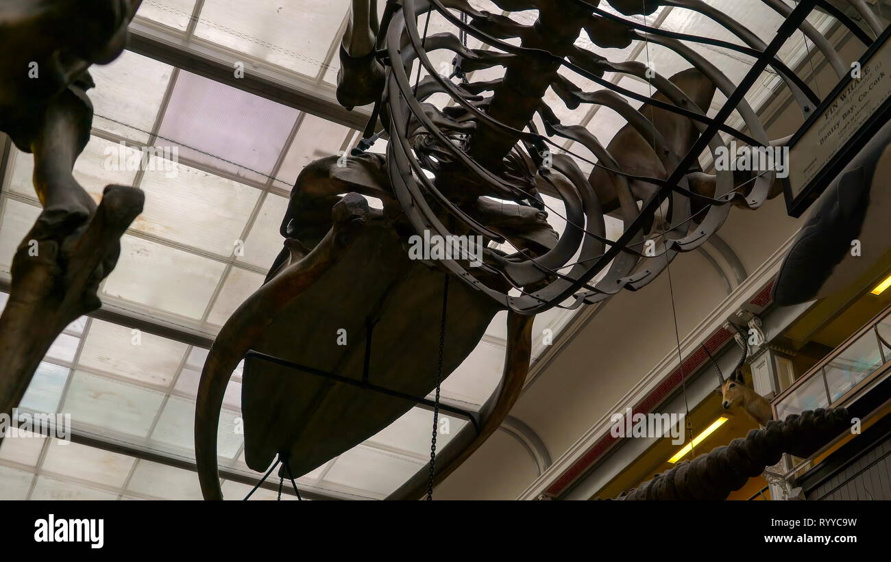 The preserved big rib cage of an animal inside a museum Stock Photo - Alamy