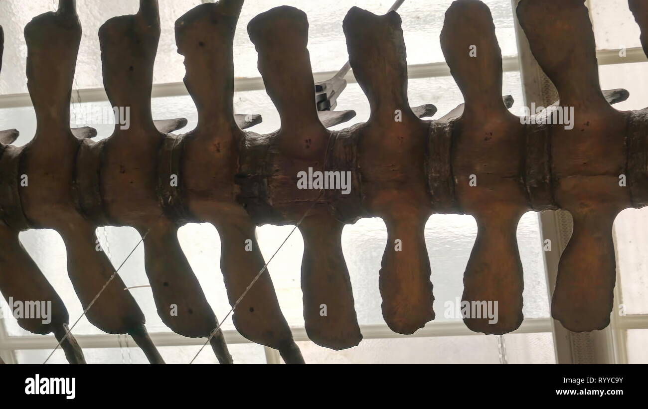 Closer look of the rib bones of the animal with the skeleton being ...