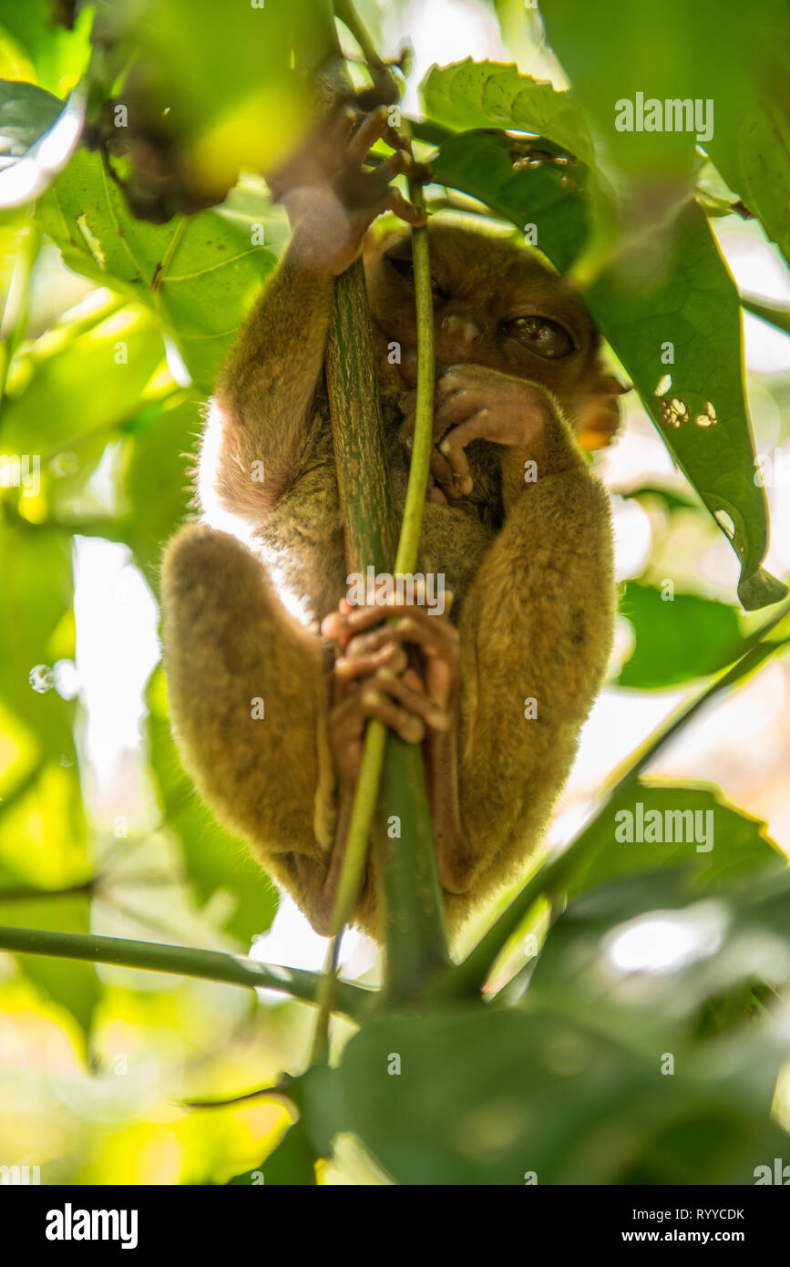 Bohol Island Philippine High Resolution Stock Photography and Images ...