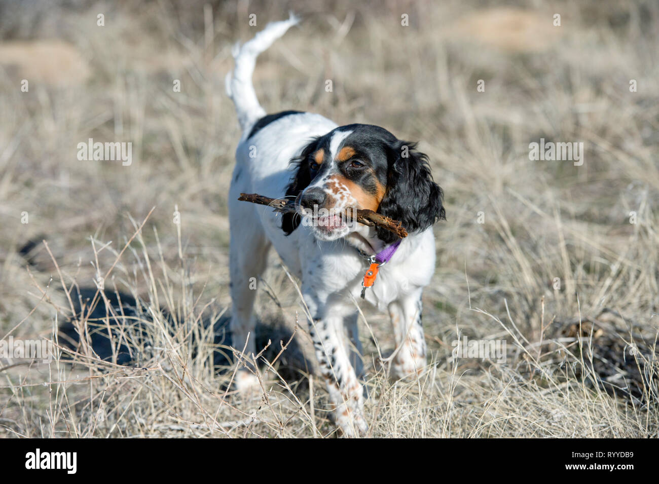 Four-and-a half month old English setter puppy with stick Stock Photo ...