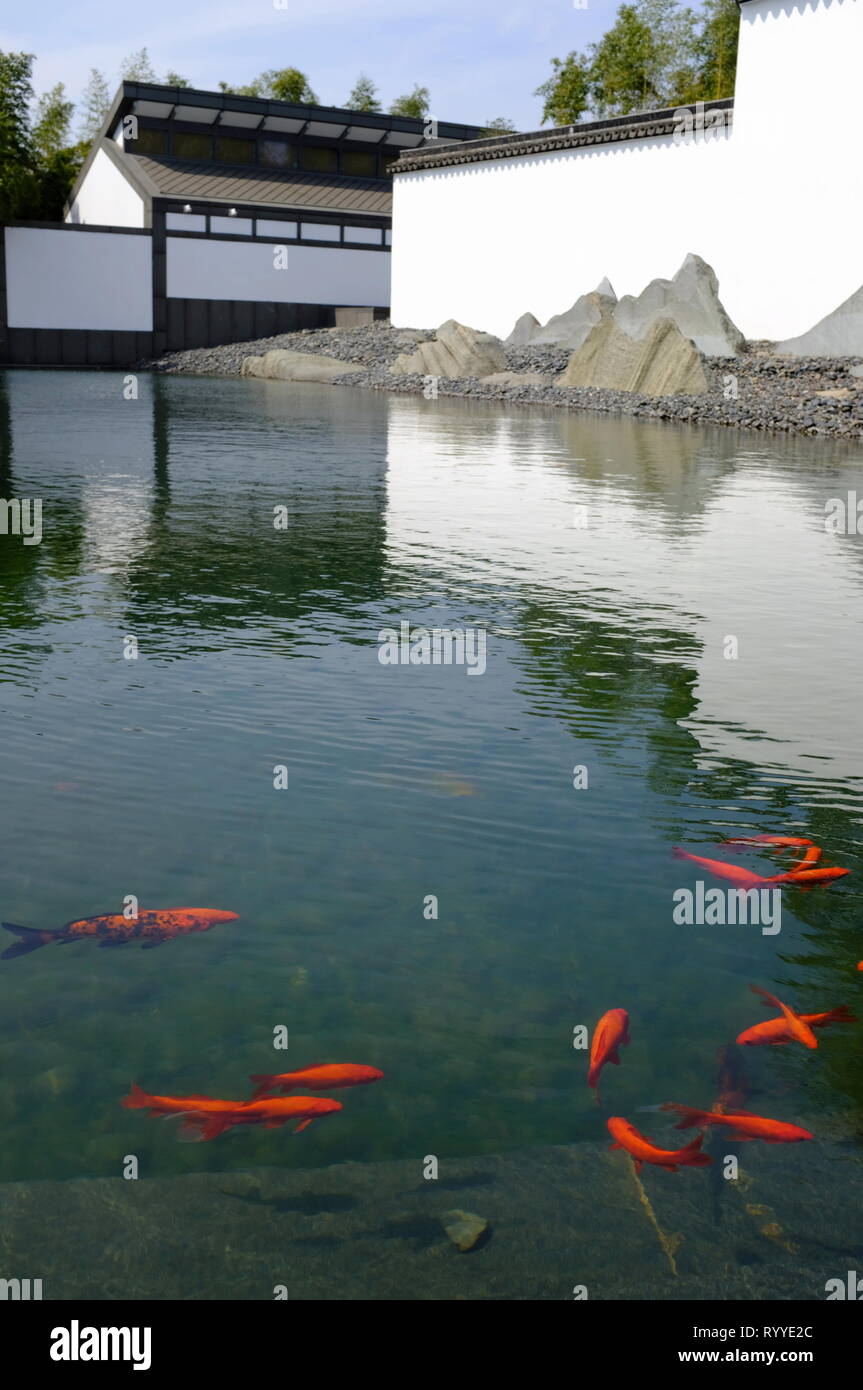 Red fishes in the reflecting pool with rockery by the wall in the ...