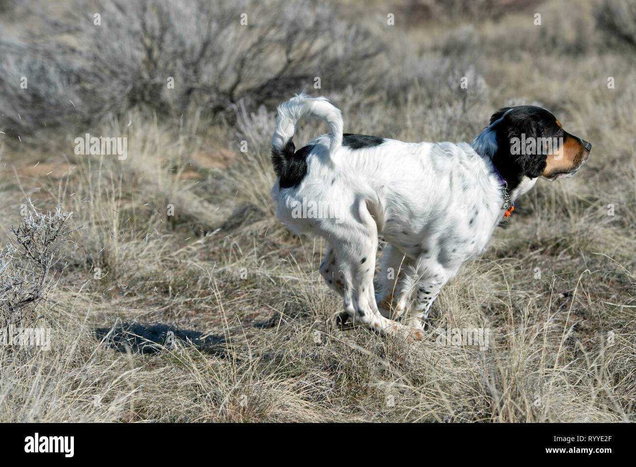 Four-and-a half month old English setter puppy running Stock Photo - Alamy