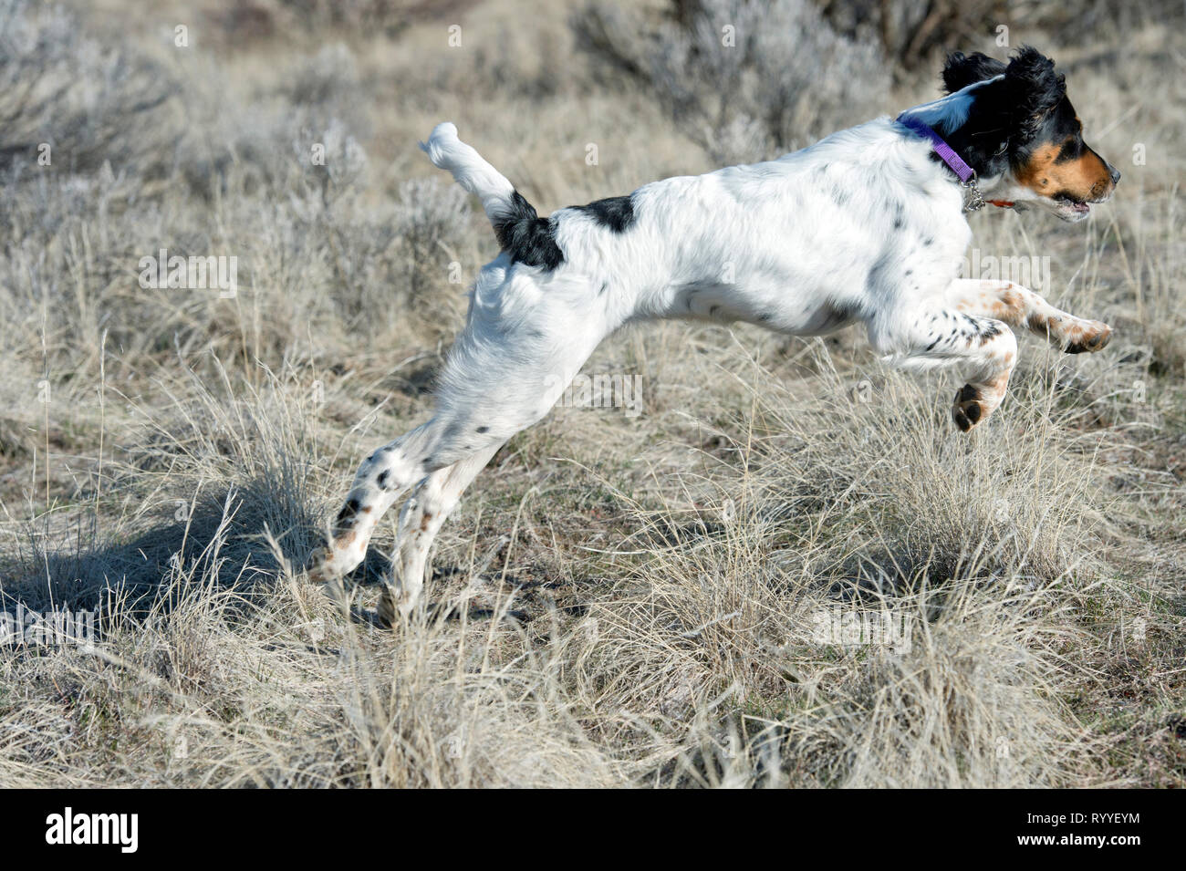 Four-and-a half month old English setter puppy running Stock Photo - Alamy